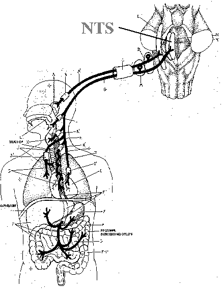 Vagus Nerve: Sensory Pathways